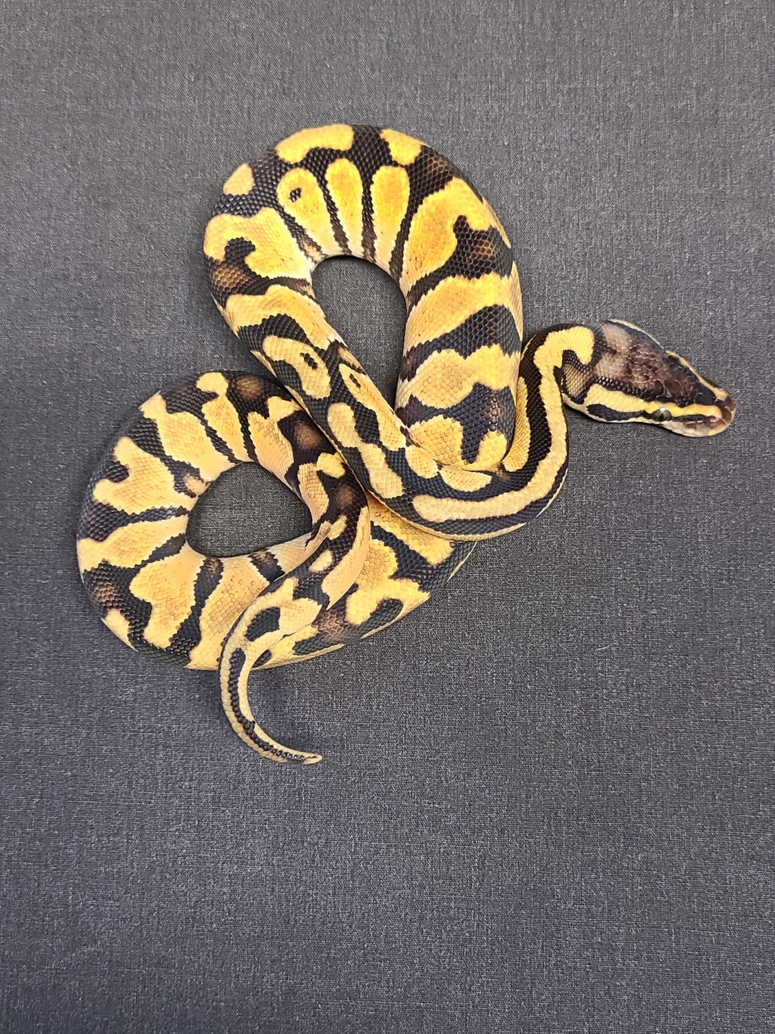 Enchi Pastel Ball Python by CV Exotics inc. - MorphMarket