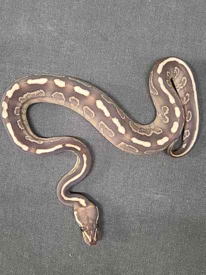 Super Sable Pastel Ball Python by CV Exotics inc.