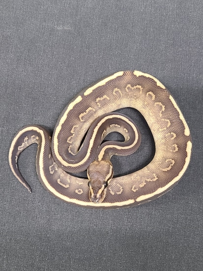Super Sable Pastel Ball Python by CV Exotics inc.