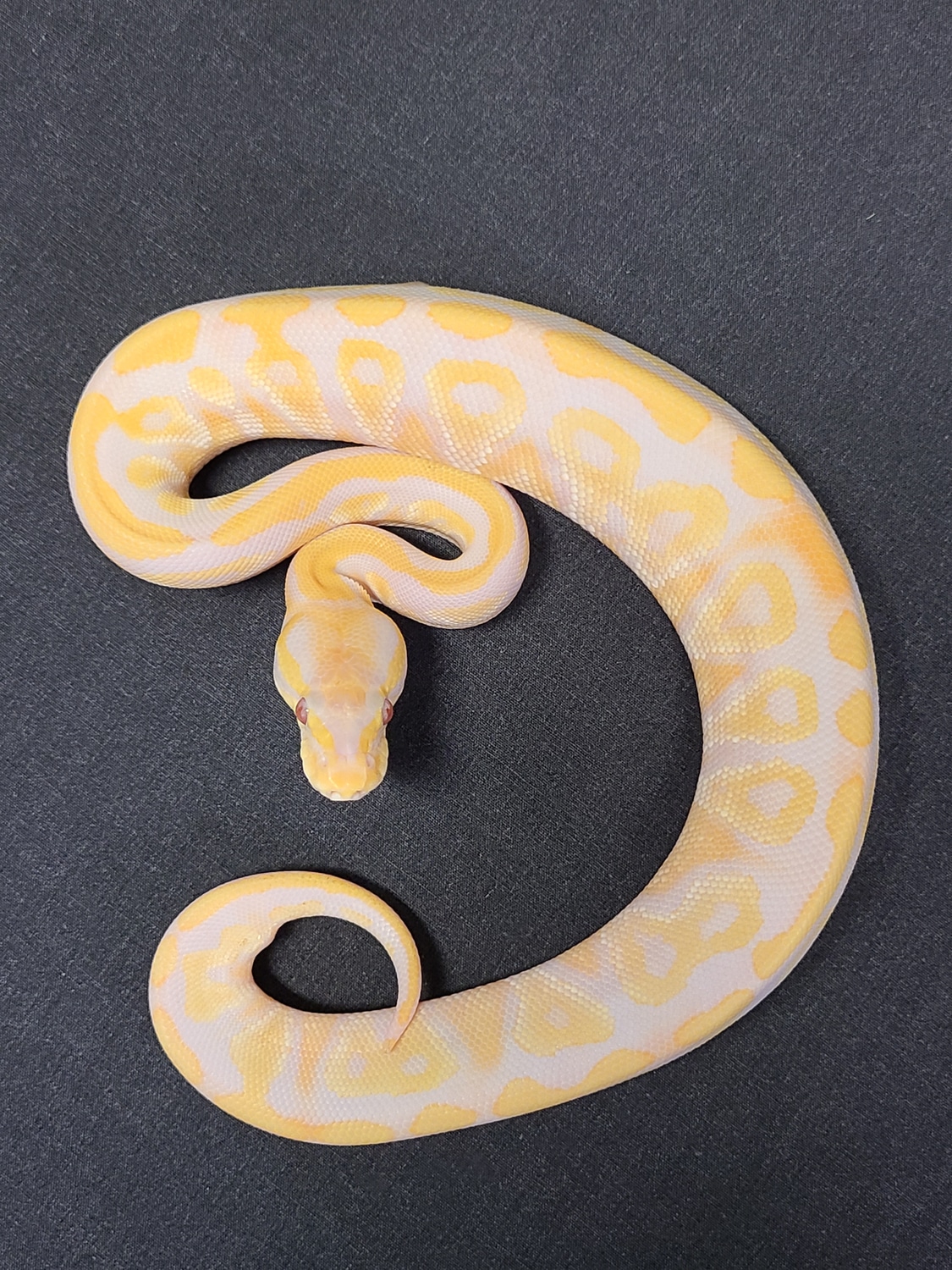 Lavender Ball Python by CV Exotics inc. - MorphMarket