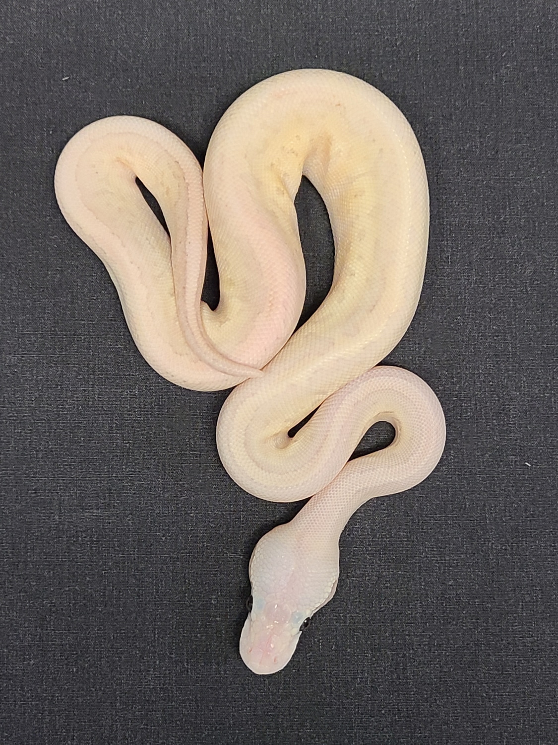 Super Pastel Lesser Pin Fire Ball Python by CV Exotics inc. - MorphMarket