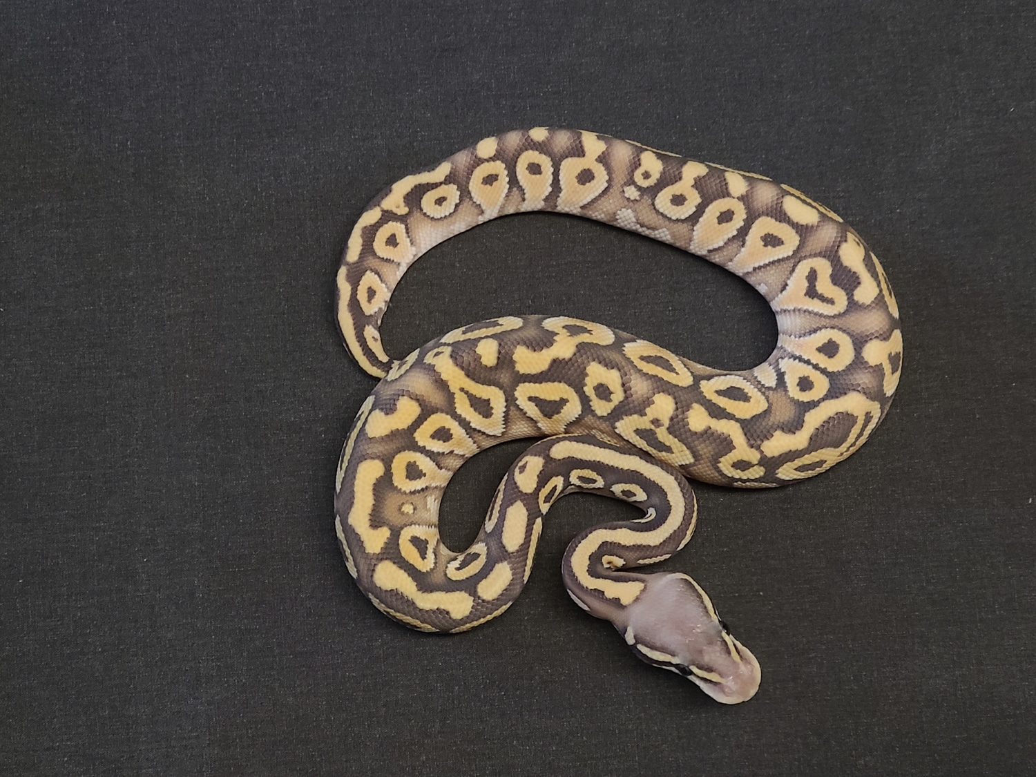 Pastel Mojave Ghost Ball Python by CV Exotics inc. - MorphMarket