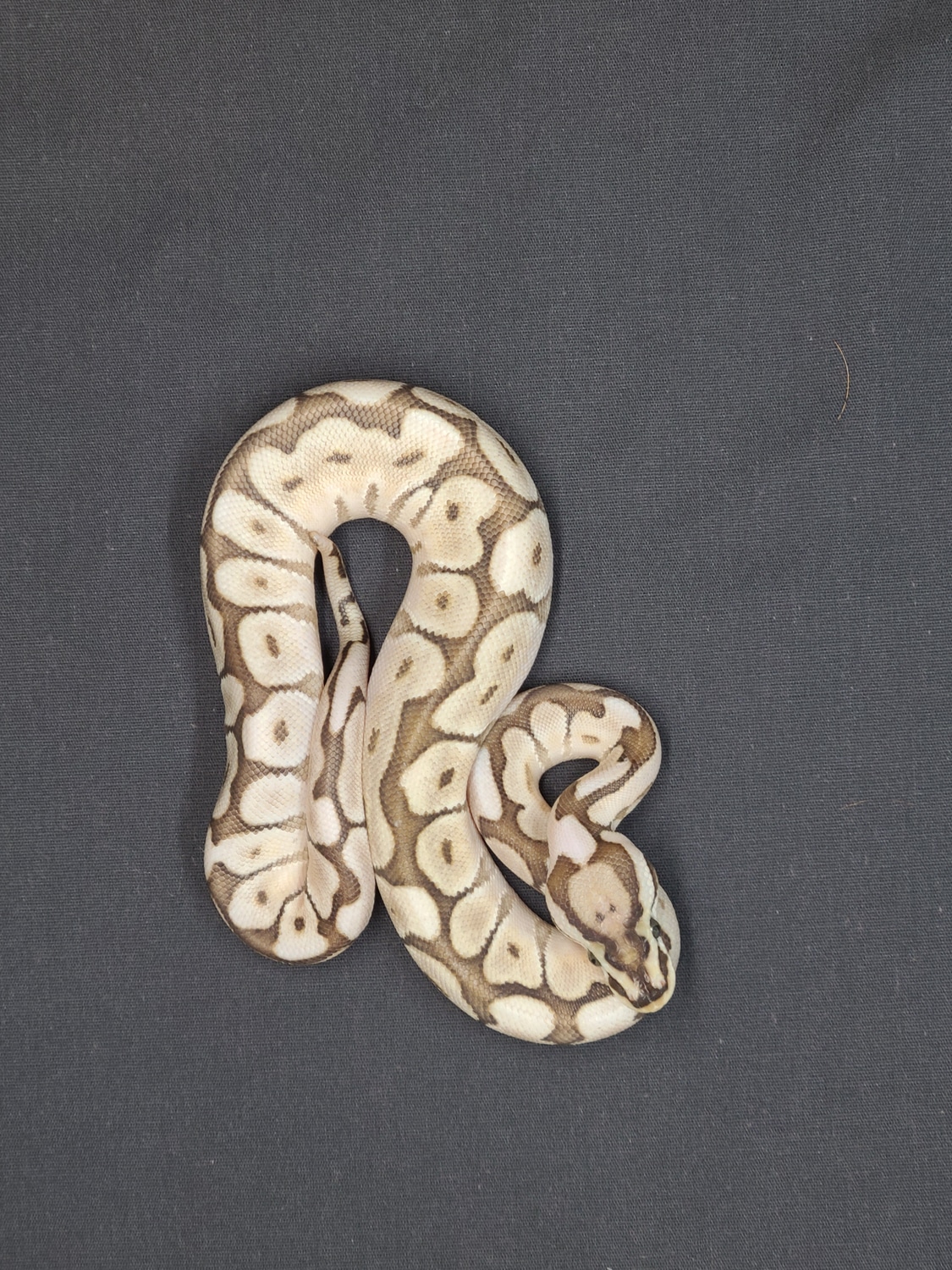 Spider Lesser (100% Het Clown) Ball Python by CV Exotics inc. - MorphMarket