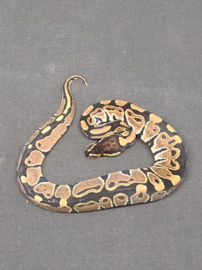 Normal Ball Python by CV Exotics inc.