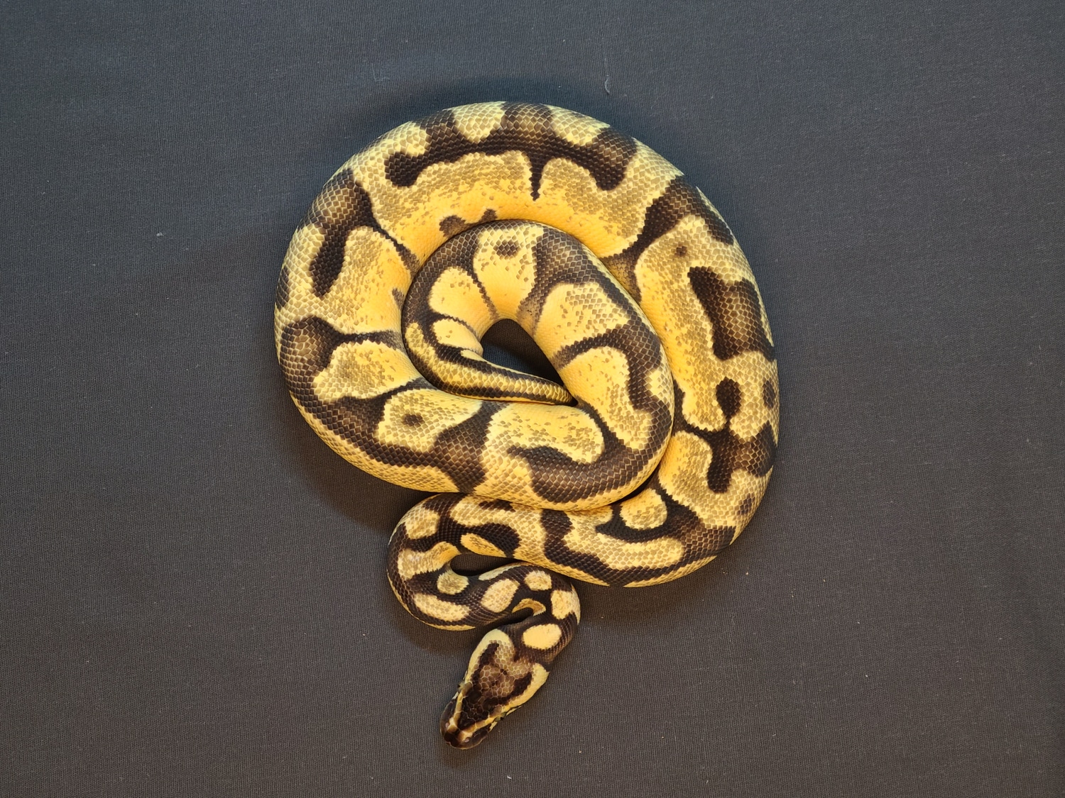 Enchi Pastel Yellow Belly Or Spark Ball Python by CV Exotics inc ...