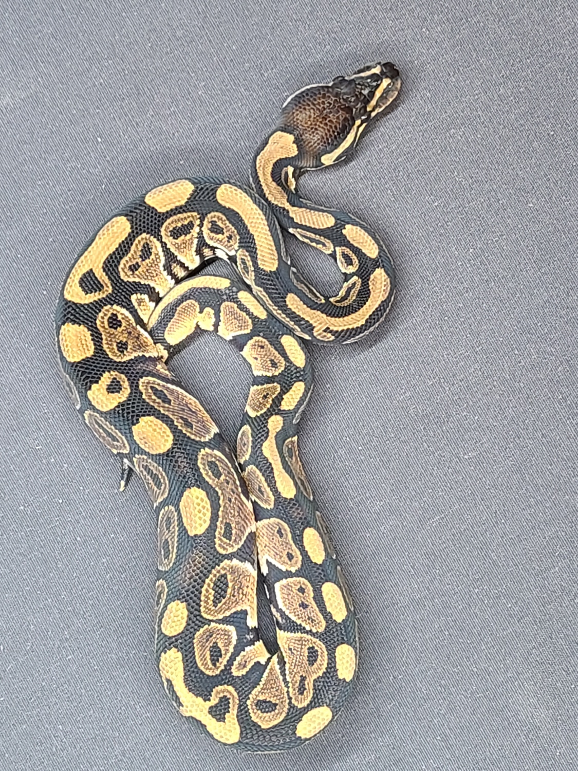 Het Caramel Ball Python by CV Exotics inc. - MorphMarket