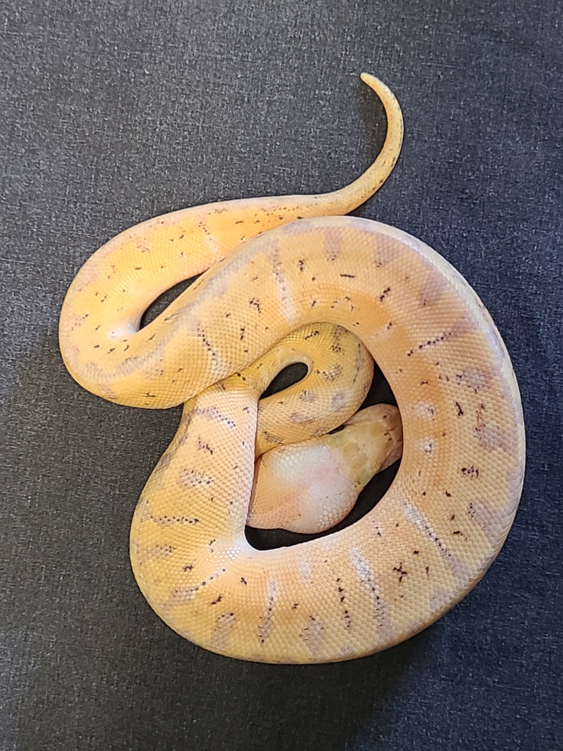 Clown Super Pastel Pinstripe Ball Python by CV Exotics inc. - MorphMarket