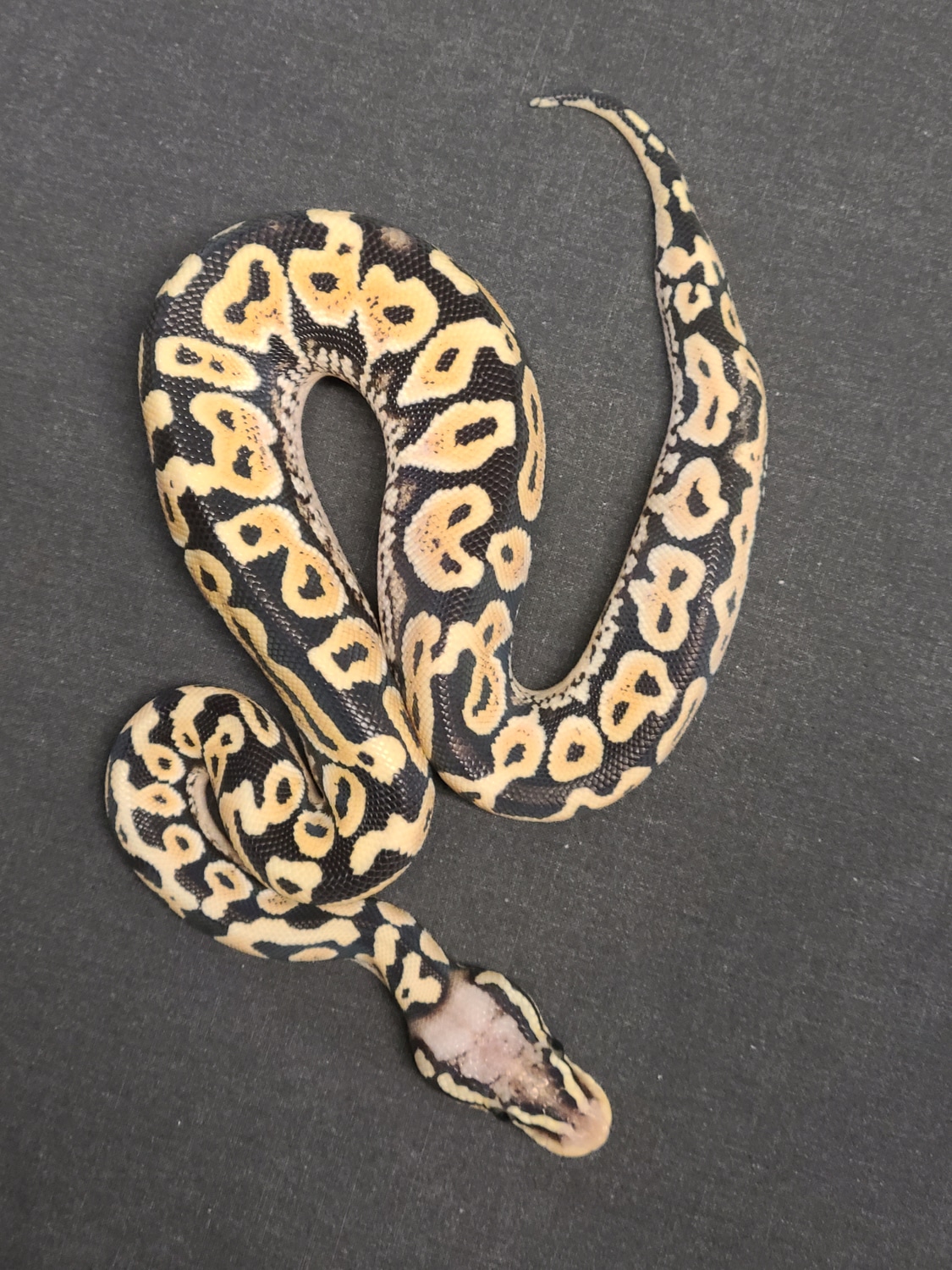 White Lace Yellow Belly Pastel 50% Het Clown Ball Python by CV Exotics ...