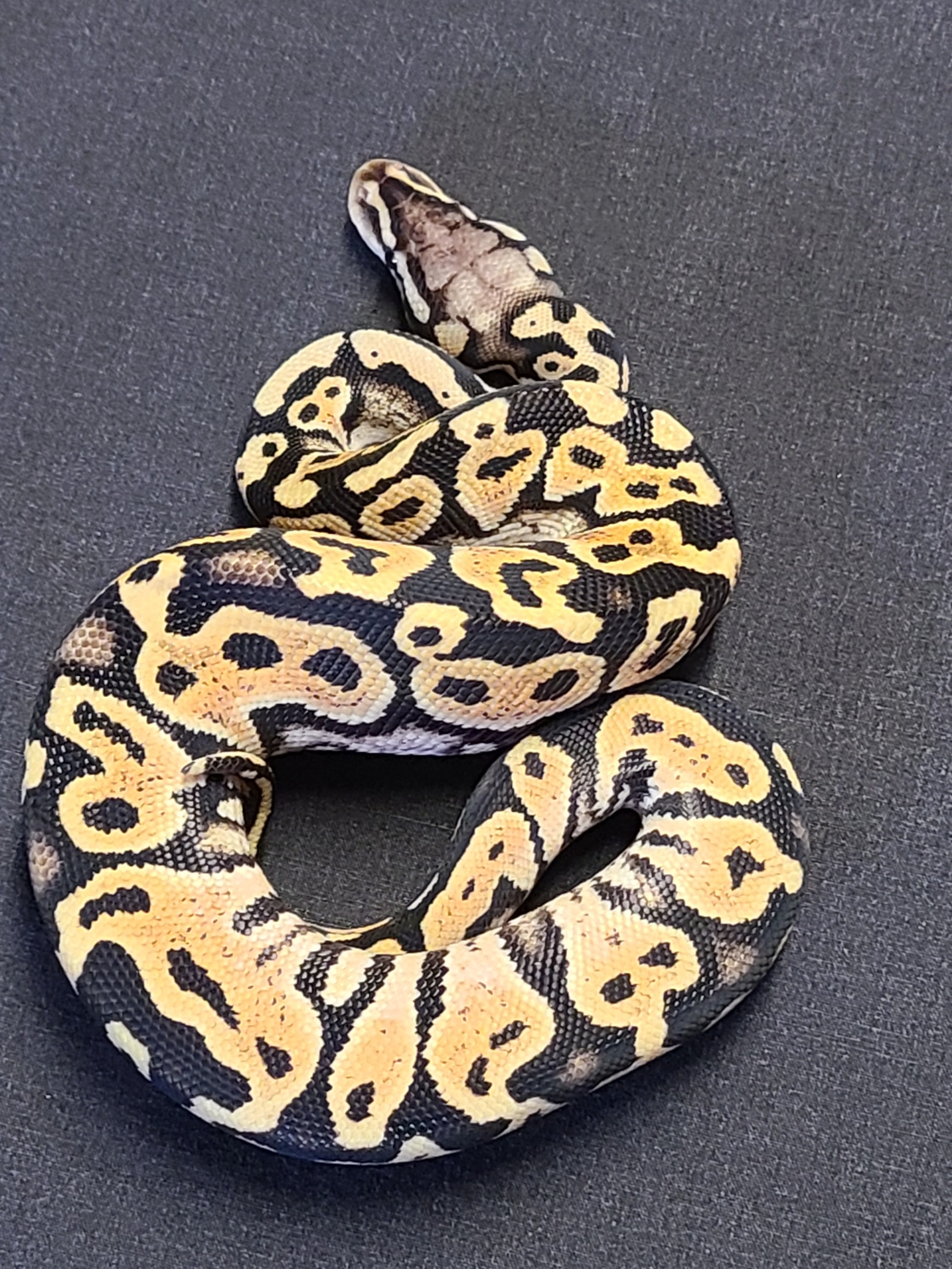 White Lace Pastel Ball Python by CV Exotics inc. - MorphMarket