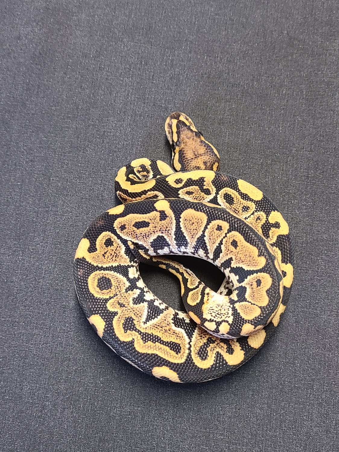 White Lace Ball Python by CV Exotics inc. - MorphMarket