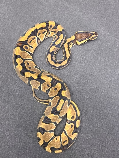 Enchi Ball Python by CV Exotics inc.
