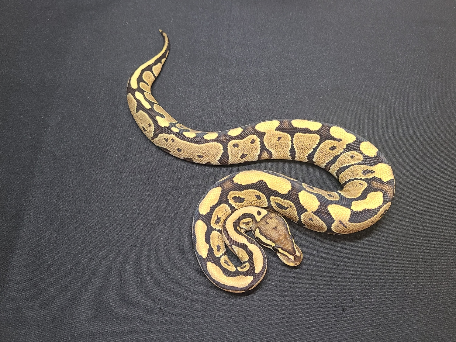 Fire Ball Python by CV Exotics inc. - MorphMarket
