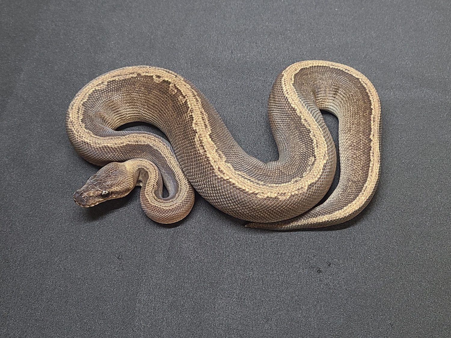 GHI Mojave Pinstripe Ball Python by CV Exotics inc. - MorphMarket
