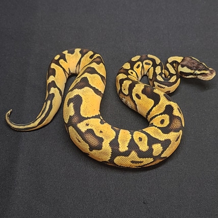 GHI Mojave Black Pastel Ghost Ball Python by CV Exotics inc. - MorphMarket