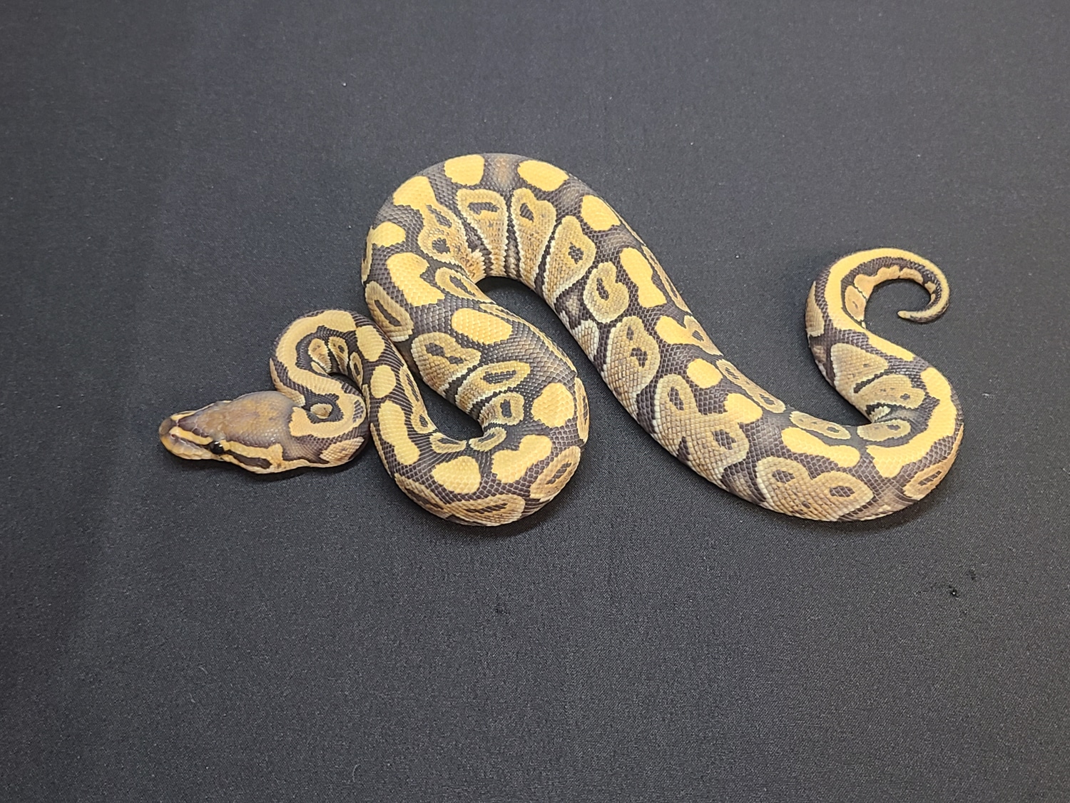 Ghost Granite Ball Python by CV Exotics inc. - MorphMarket