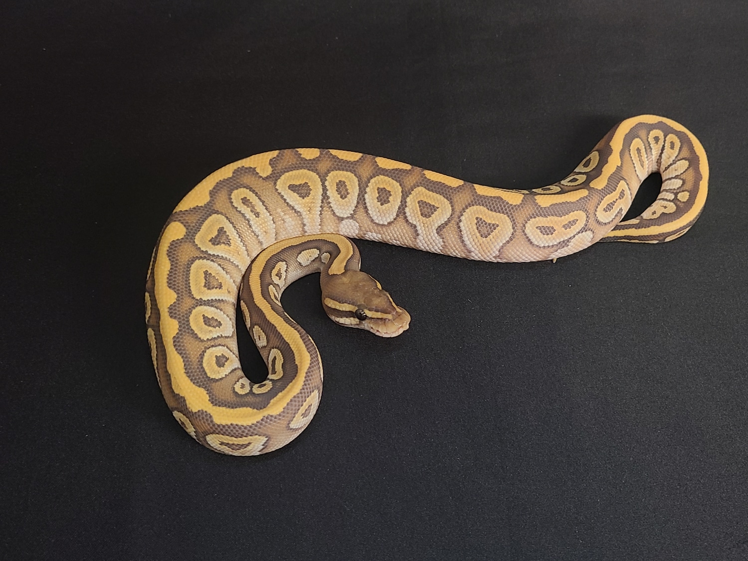 Ghost Mojave Ball Python by CV Exotics inc. - MorphMarket