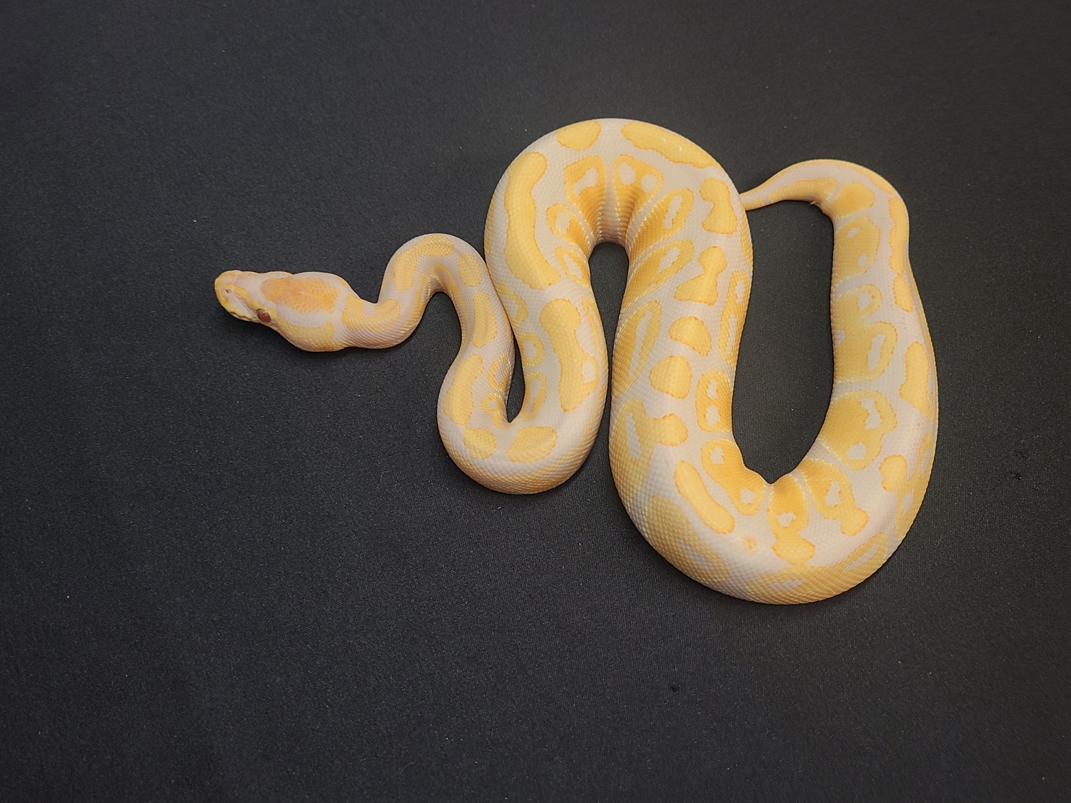 Lavender Ball Python by CV Exotics inc. - MorphMarket