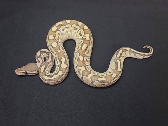 Lesser Orange Ghost Ball Python by CV Exotics inc.