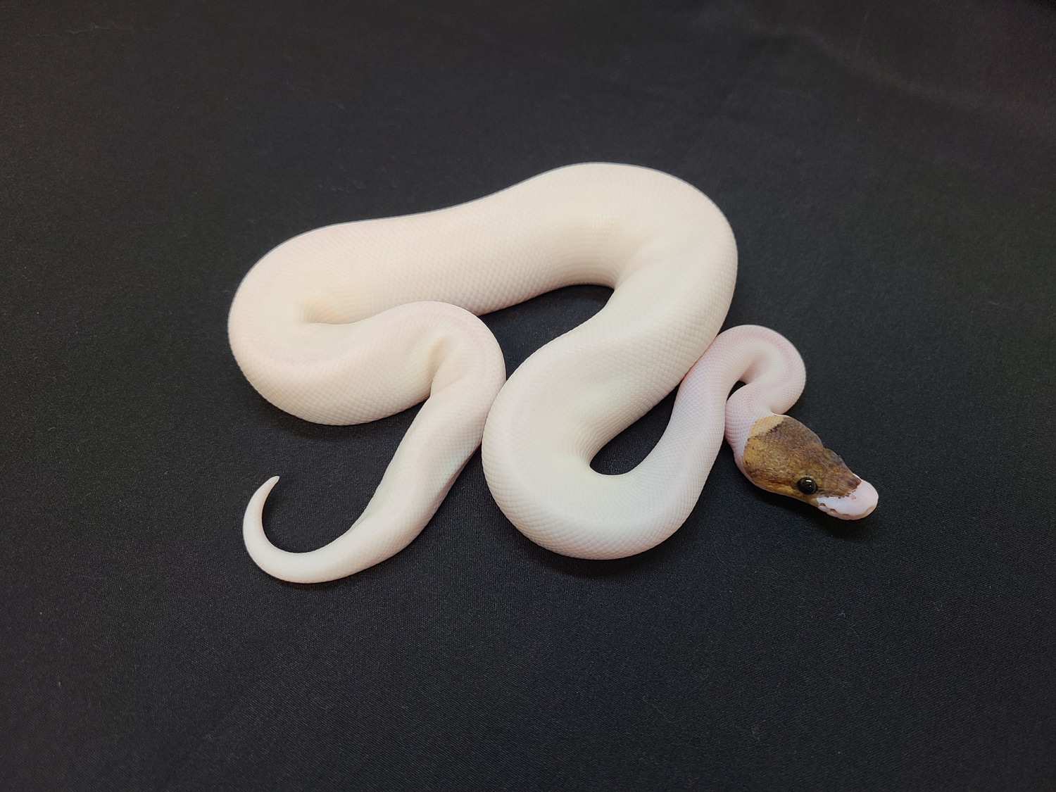 Spider Pied Ball Python by CV Exotics inc. - MorphMarket