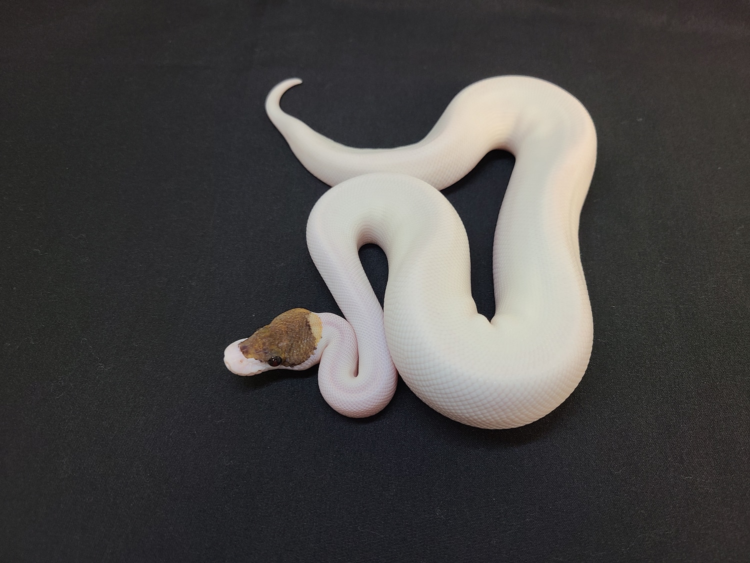 Spider Pied Ball Python by CV Exotics inc. - MorphMarket