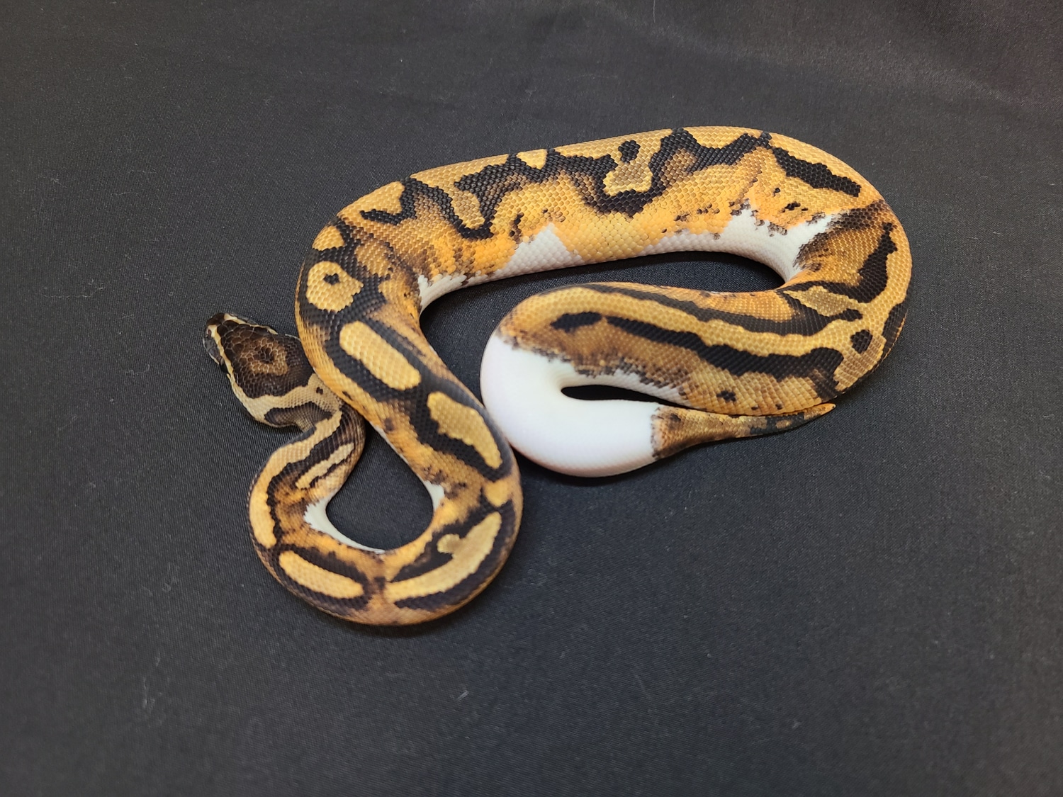 Pied Ball Python by CV Exotics inc. - MorphMarket