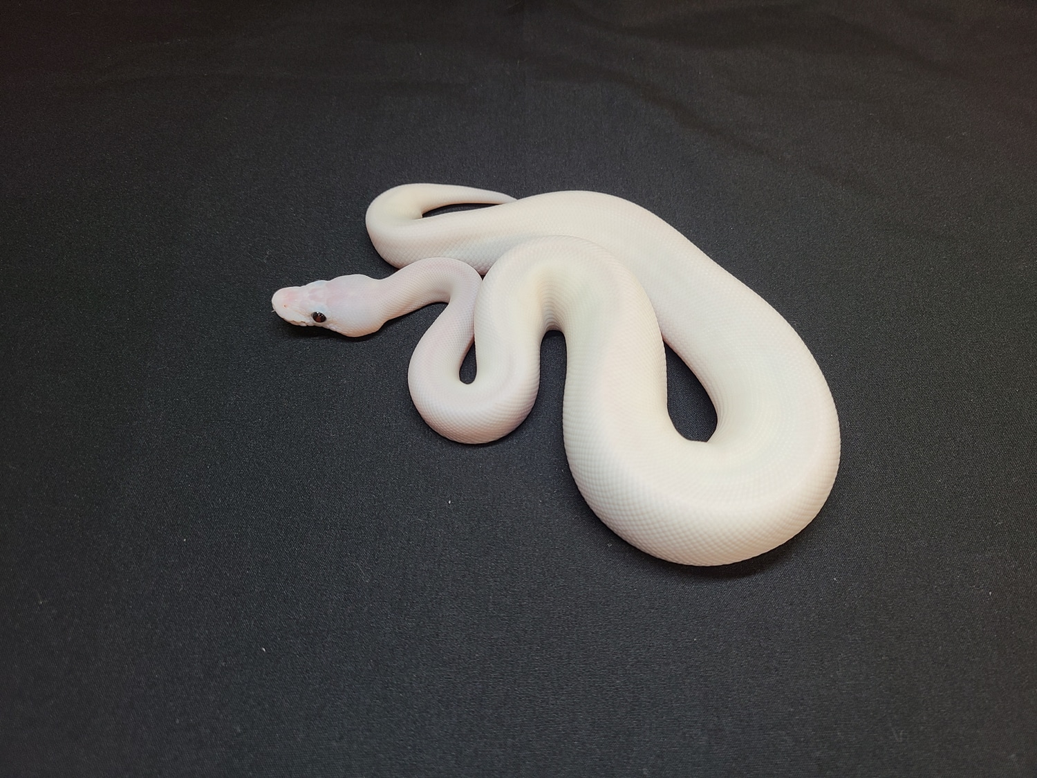 Spider Pied (White Wedding) Ball Python by CV Exotics inc. - MorphMarket