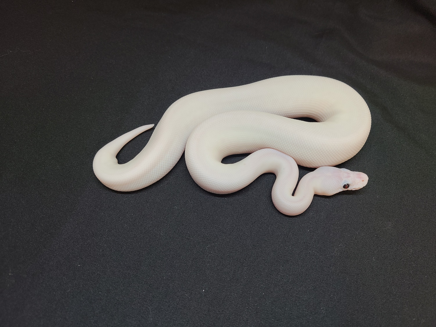 Spider Pied (White Wedding) Ball Python by CV Exotics inc. - MorphMarket