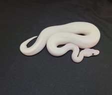 Spider Pied (White Wedding) Ball Python by CV Exotics inc. - MorphMarket