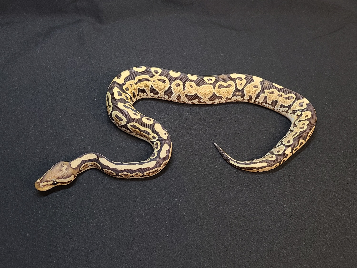 White Lace Yellow Belly Fire Ball Python by CV Exotics inc. - MorphMarket