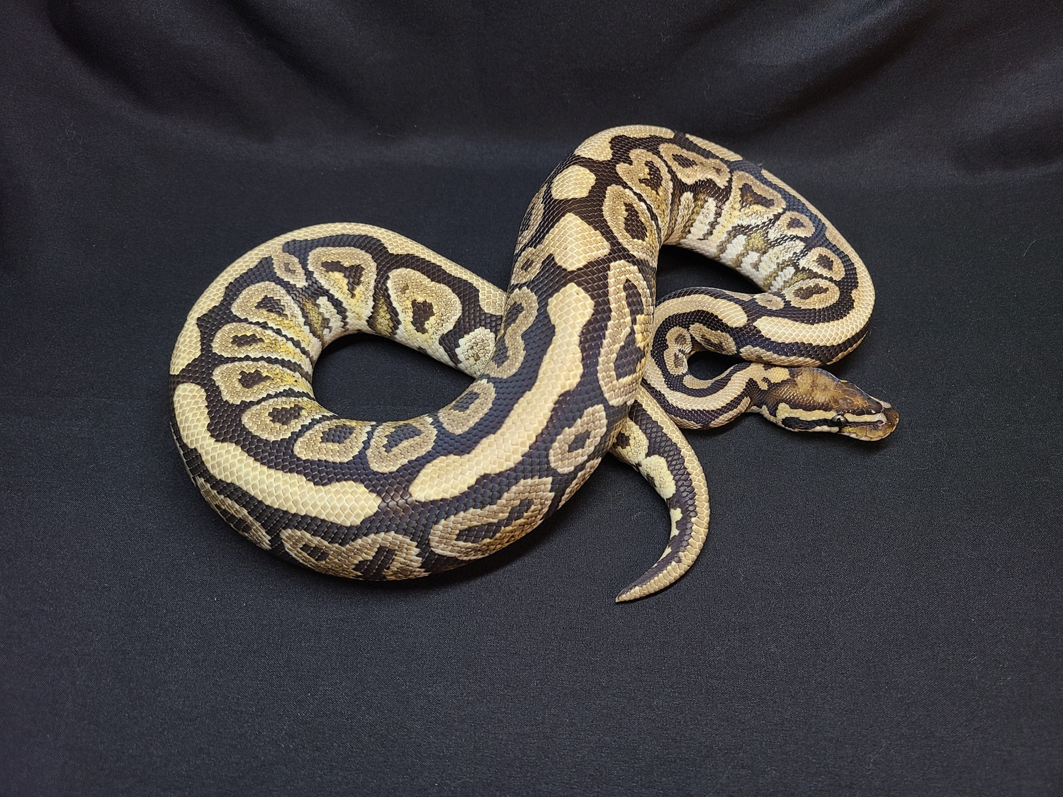 Mistic Spotnose 100% Het Ghost Ball Python by CV Exotics inc. - MorphMarket