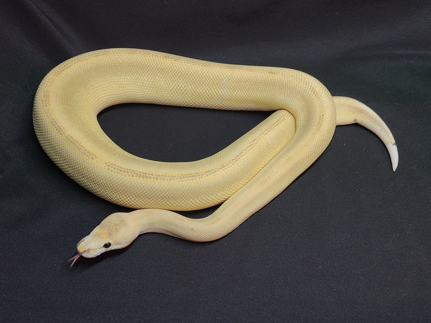 Lesser Champagne Ball Python by CV Exotics inc. - MorphMarket