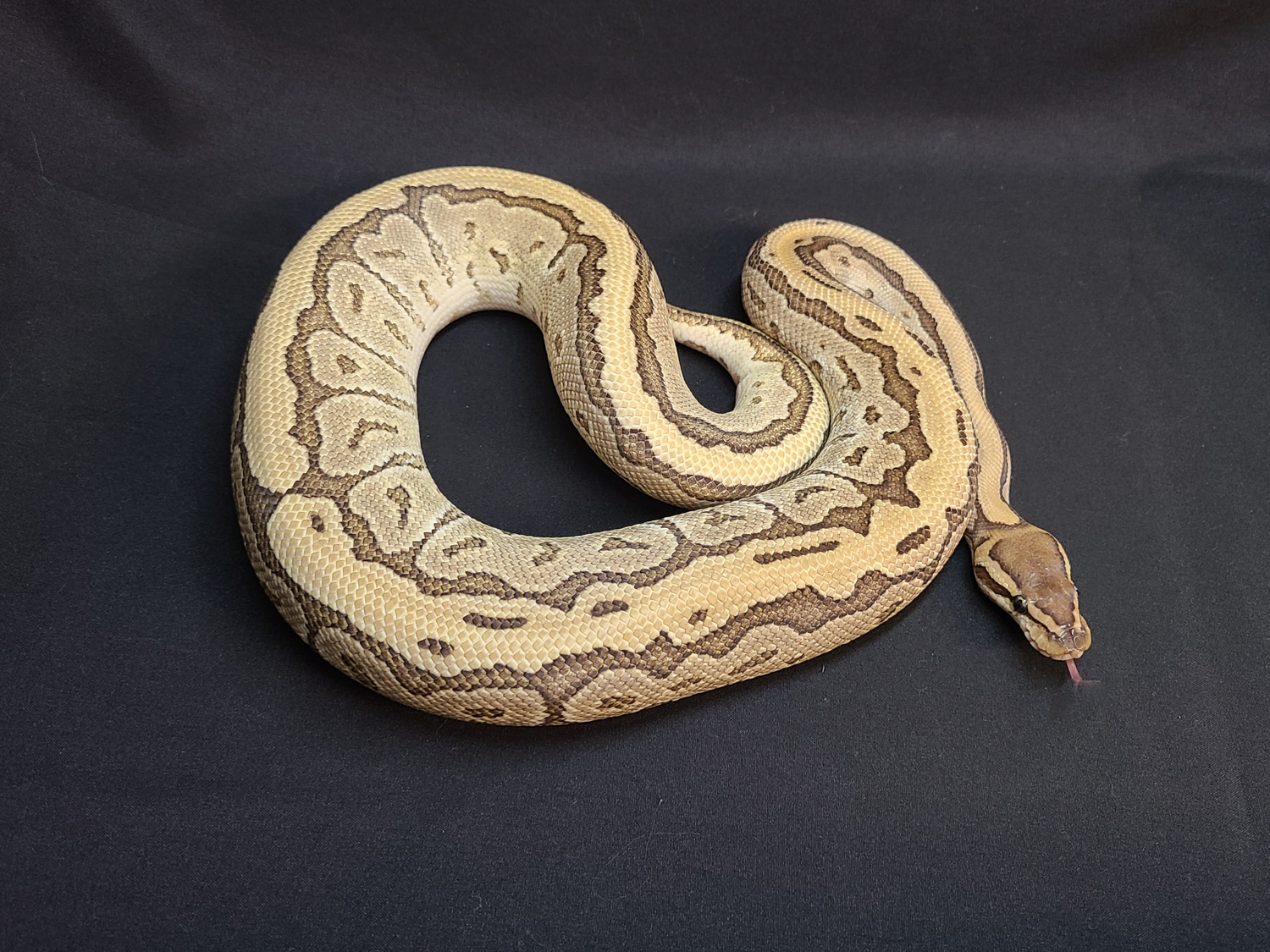 Mojave Pinstripe Ball Python by CV Exotics inc. - MorphMarket