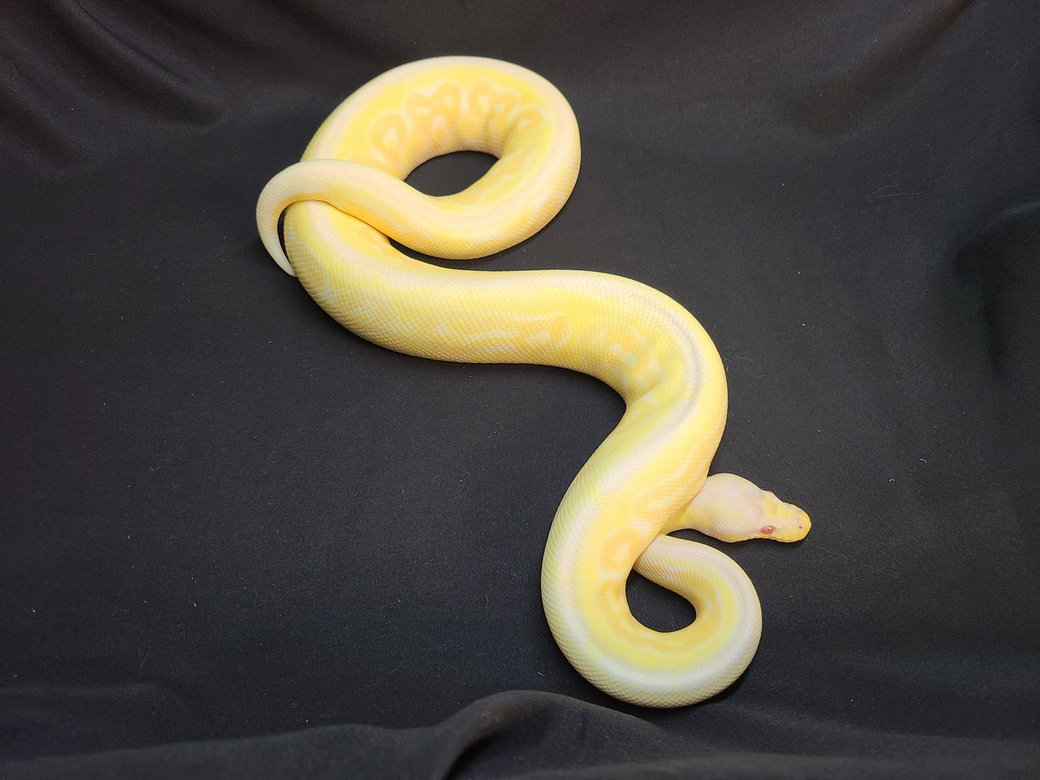 Albino Pewter Ball Python by CV Exotics inc. - MorphMarket