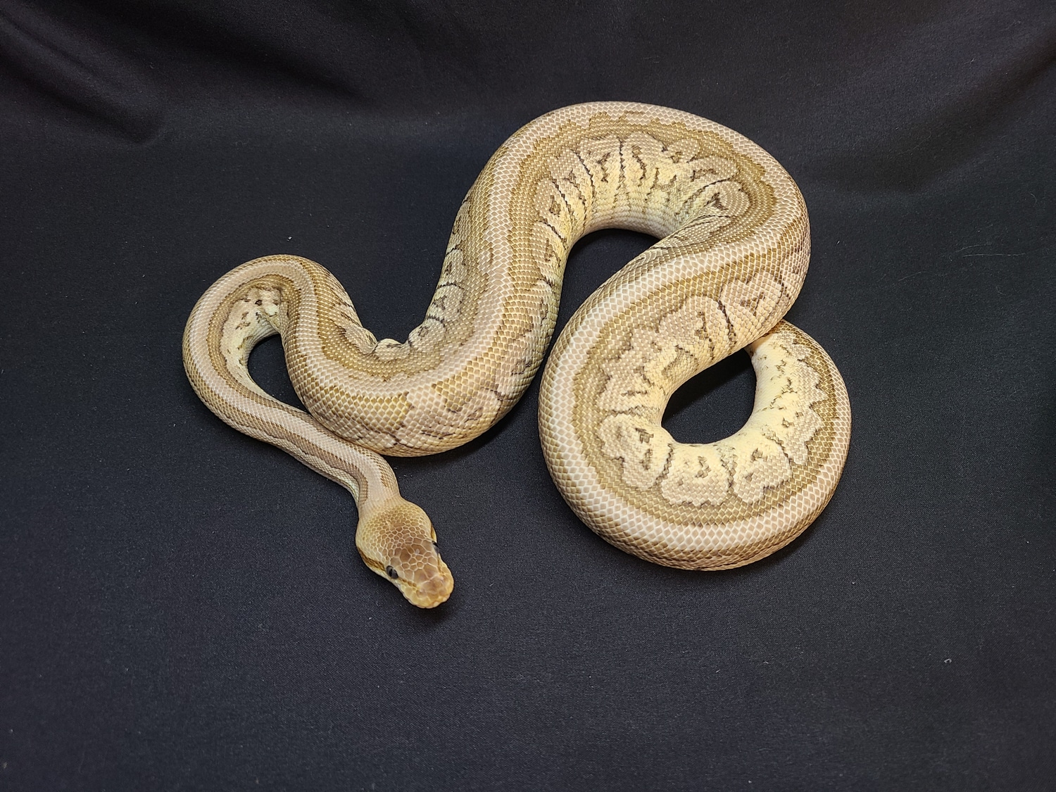 Pastel Pinstripe Special Ball Python by CV Exotics inc. - MorphMarket