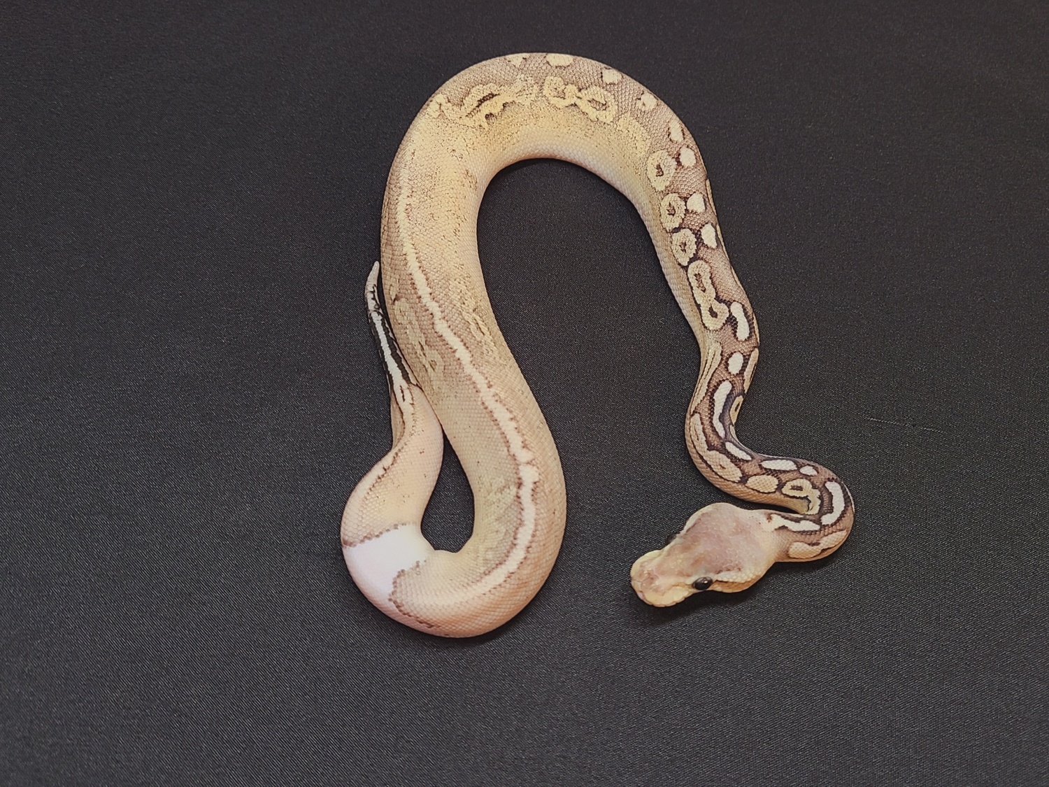 White Lace Pewter Ball Python by CV Exotics inc. - MorphMarket