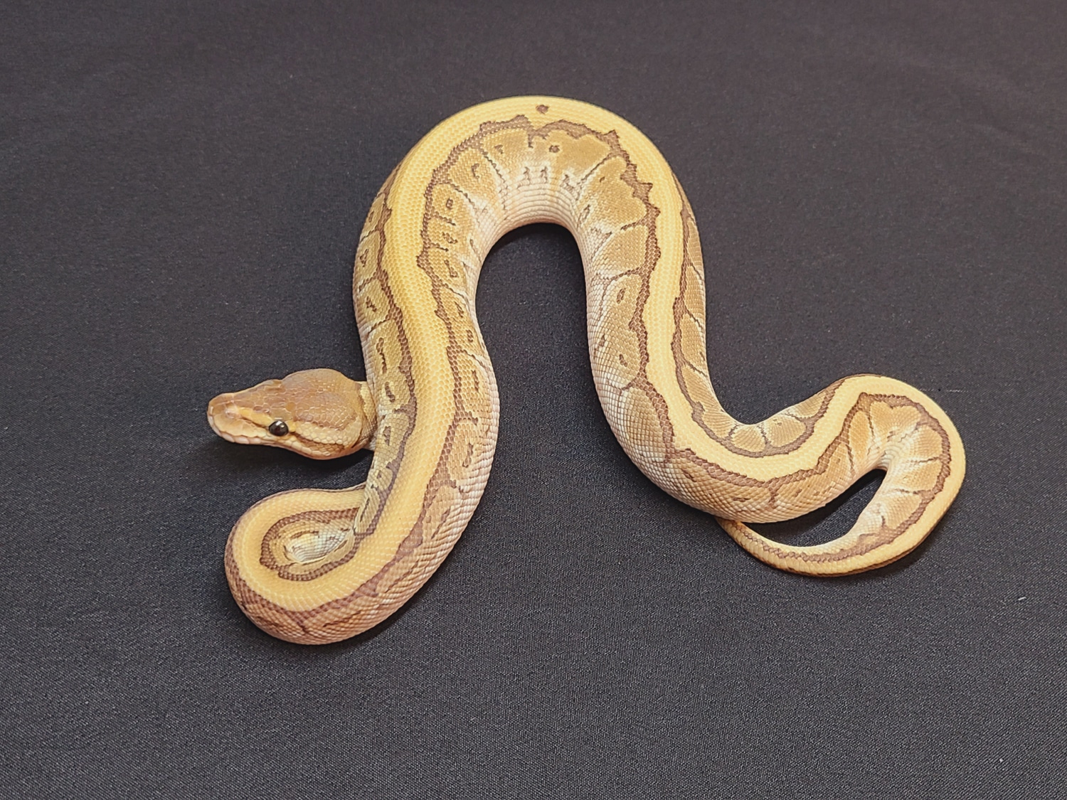 Lesser Pinstripe 100% Het Clown Ball Python by CV Exotics inc. - MorphMarket