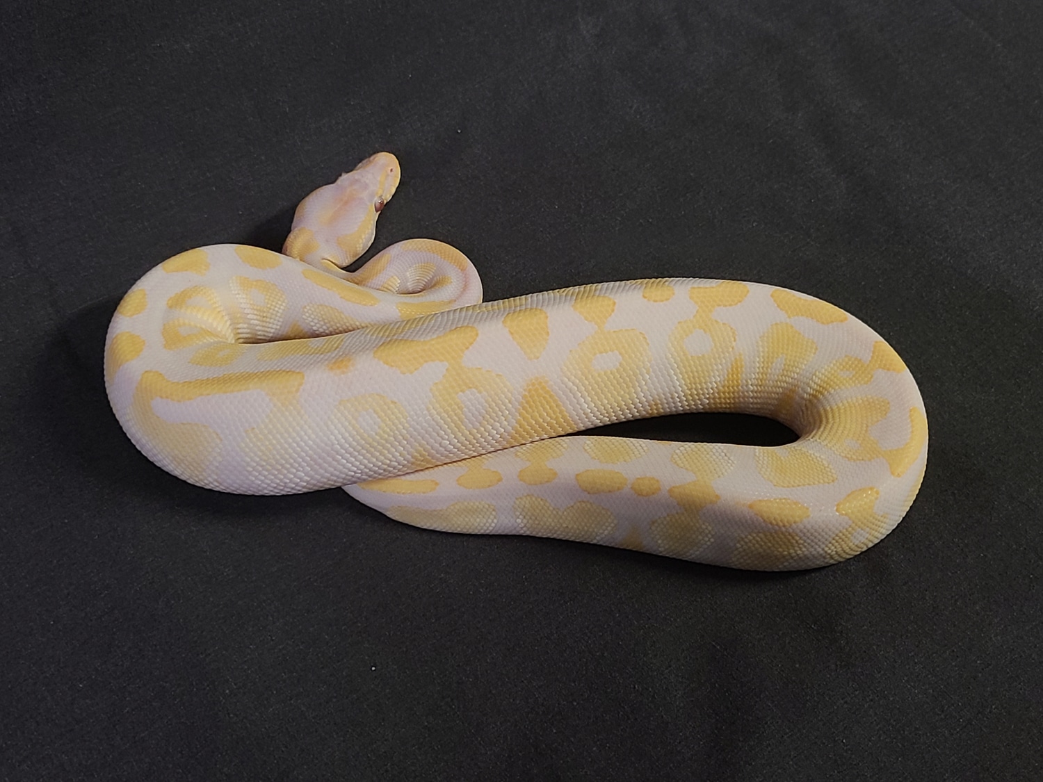 Lavender Mojave Ball Python by CV Exotics inc. - MorphMarket