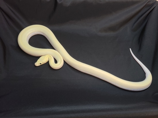 Ivory 100% Het Labyrinth 66% Het Albino Burmese Python by CV Exotics inc.