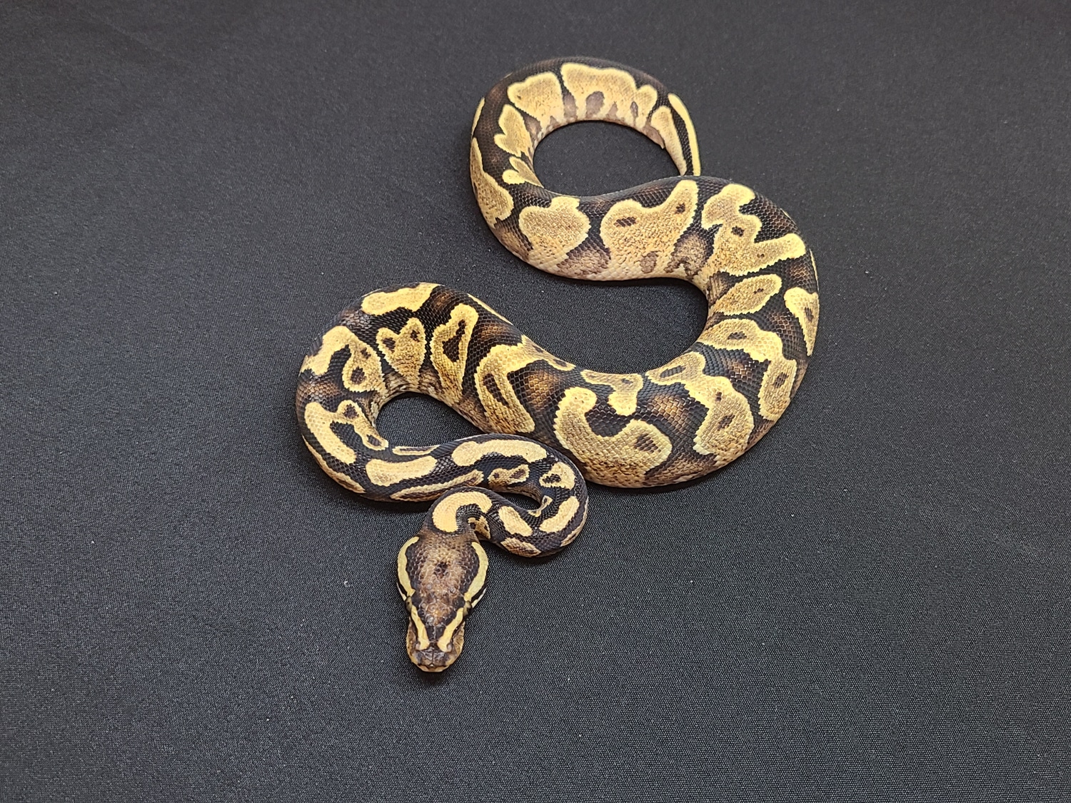 Lace Enchi Yellow Belly Ball Python by CV Exotics inc. - MorphMarket