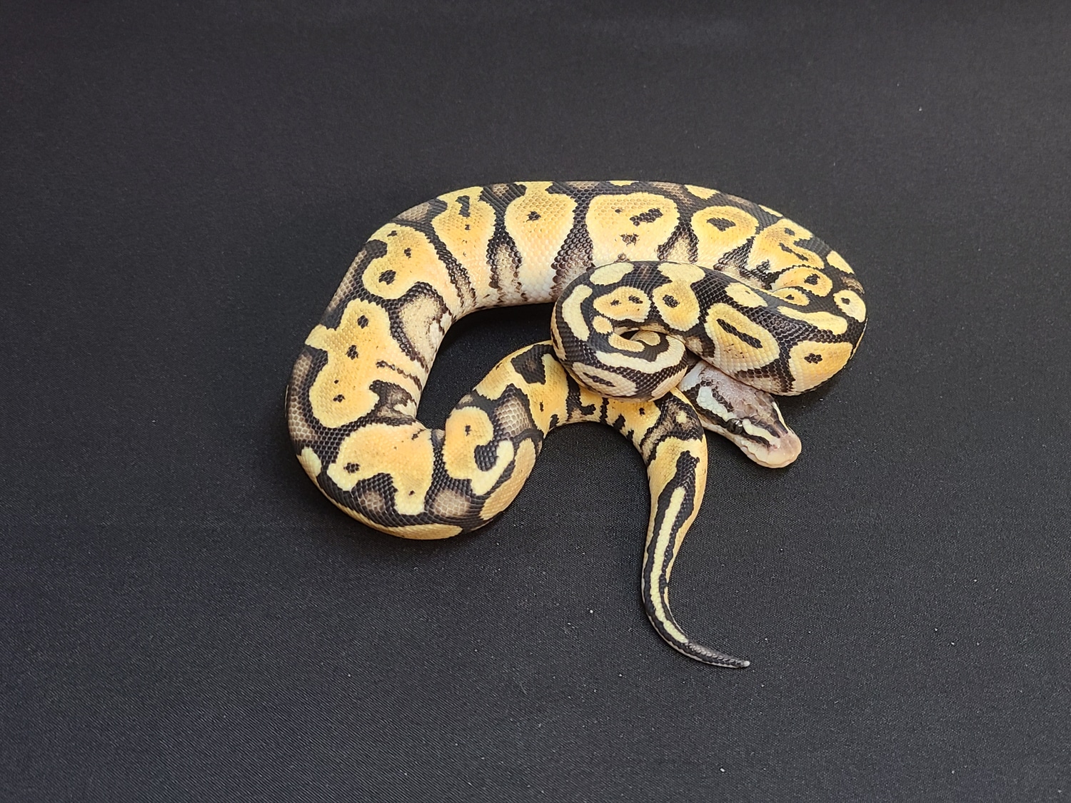 White Lace Pastel Ball Python by CV Exotics inc. - MorphMarket