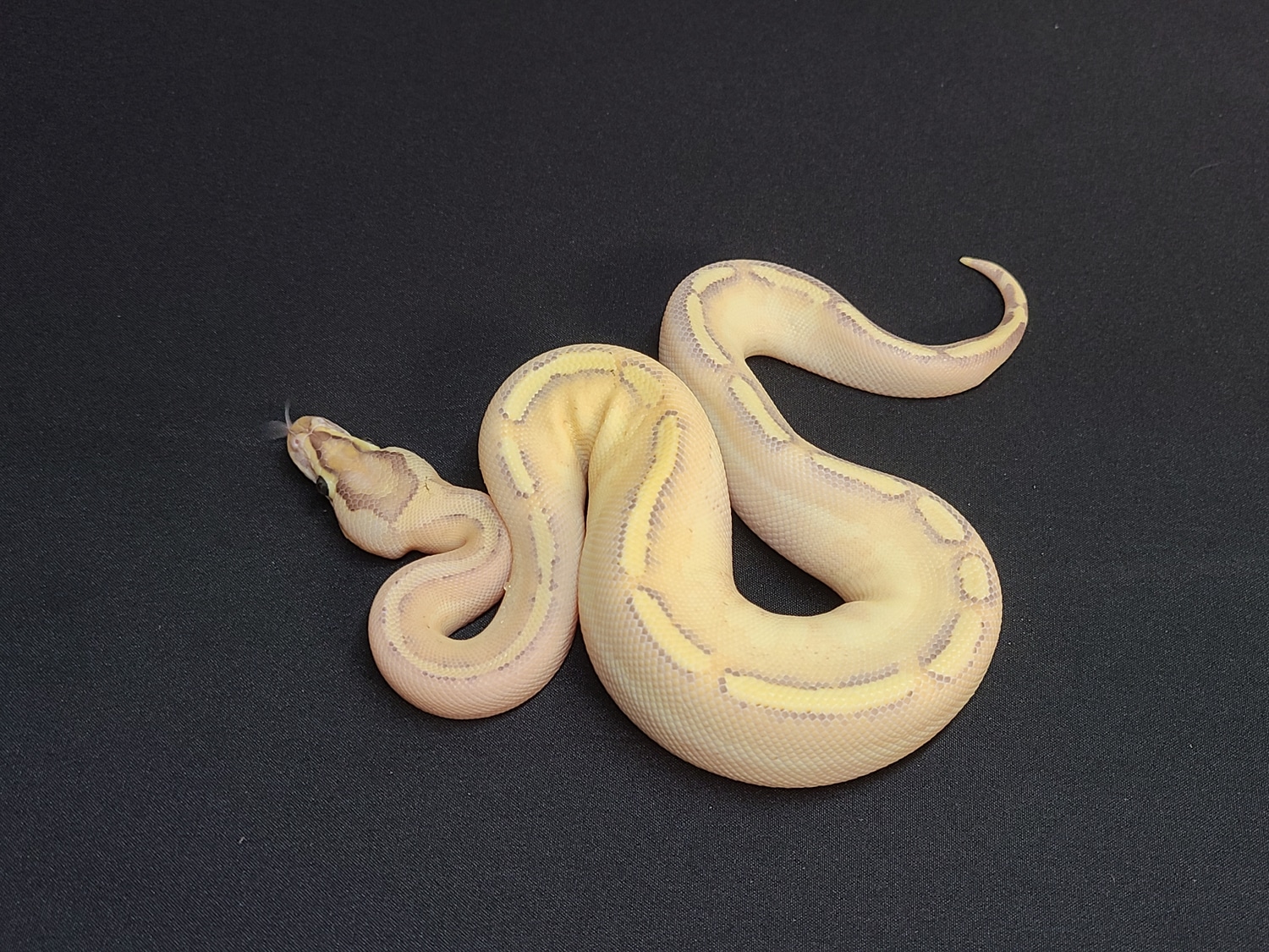 Enchi Pastel Puma Ball Python by CV Exotics inc. - MorphMarket