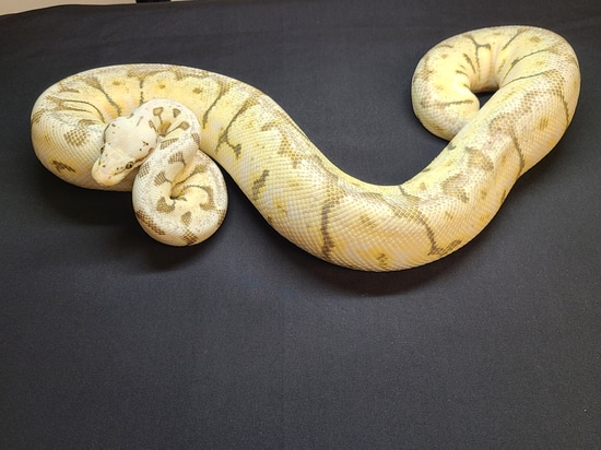 Killer Bee Ball Python by CV Exotics inc.