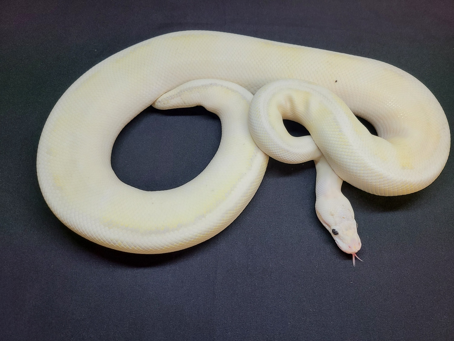 Super Pastel Puma Ball Python by CV Exotics inc. - MorphMarket