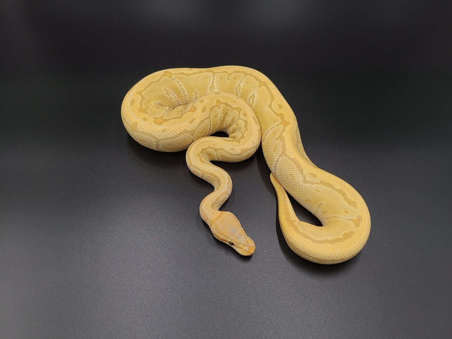 Caramel Glow Pinstripe Ball Python by CV Exotics inc. - MorphMarket