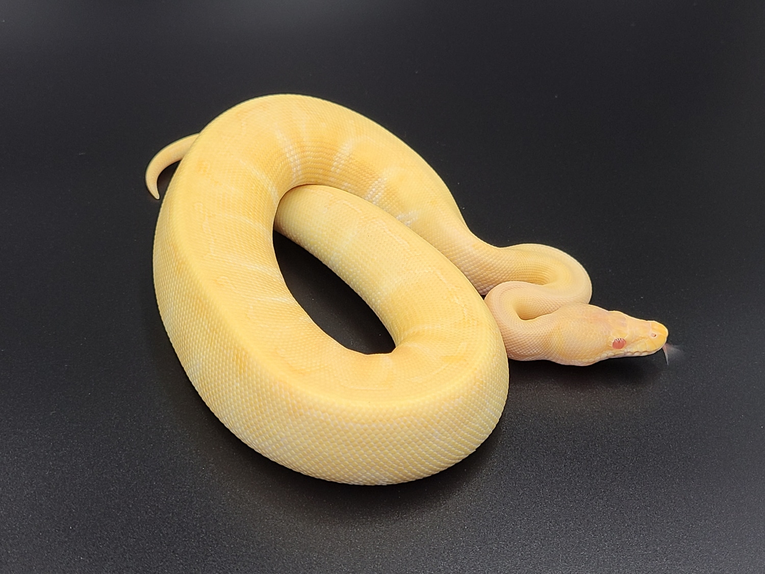 Albino Pinstripe Ball Python by CV Exotics inc. - MorphMarket