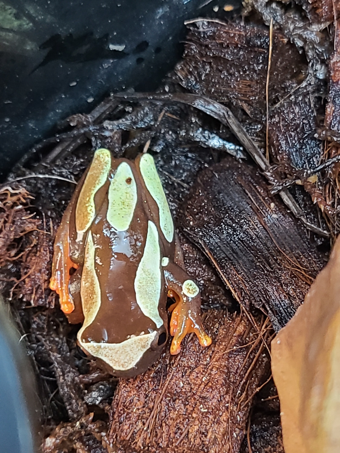 Clown Frog Other Frog by CV Exotics inc. - MorphMarket