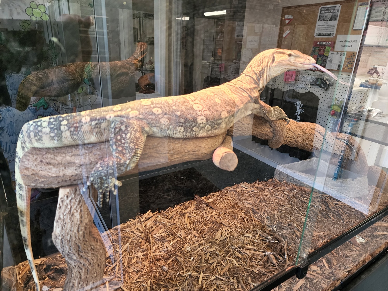 Sumatran Water Monitor by CV Exotics inc. - MorphMarket