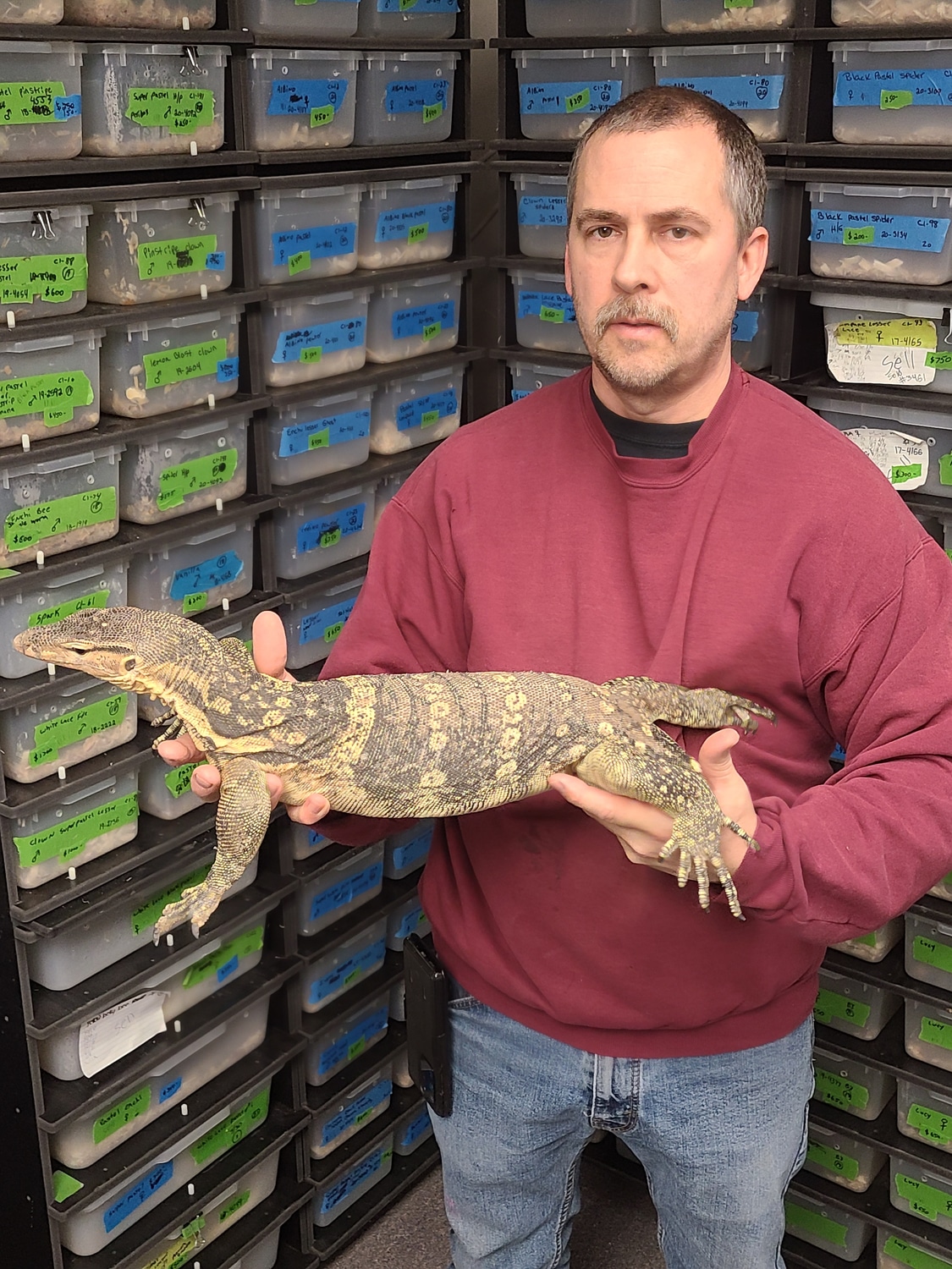 Sumatran Water Monitor by CV Exotics inc. - MorphMarket