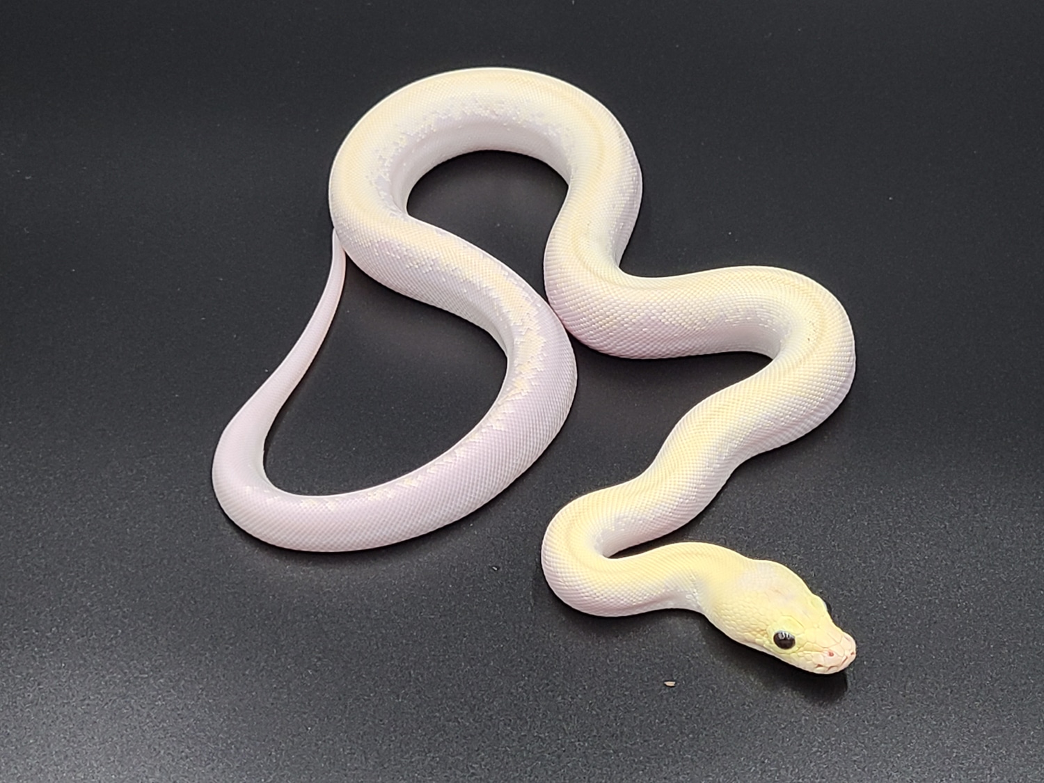Ivory Burmese Python by CV Exotics inc. - MorphMarket
