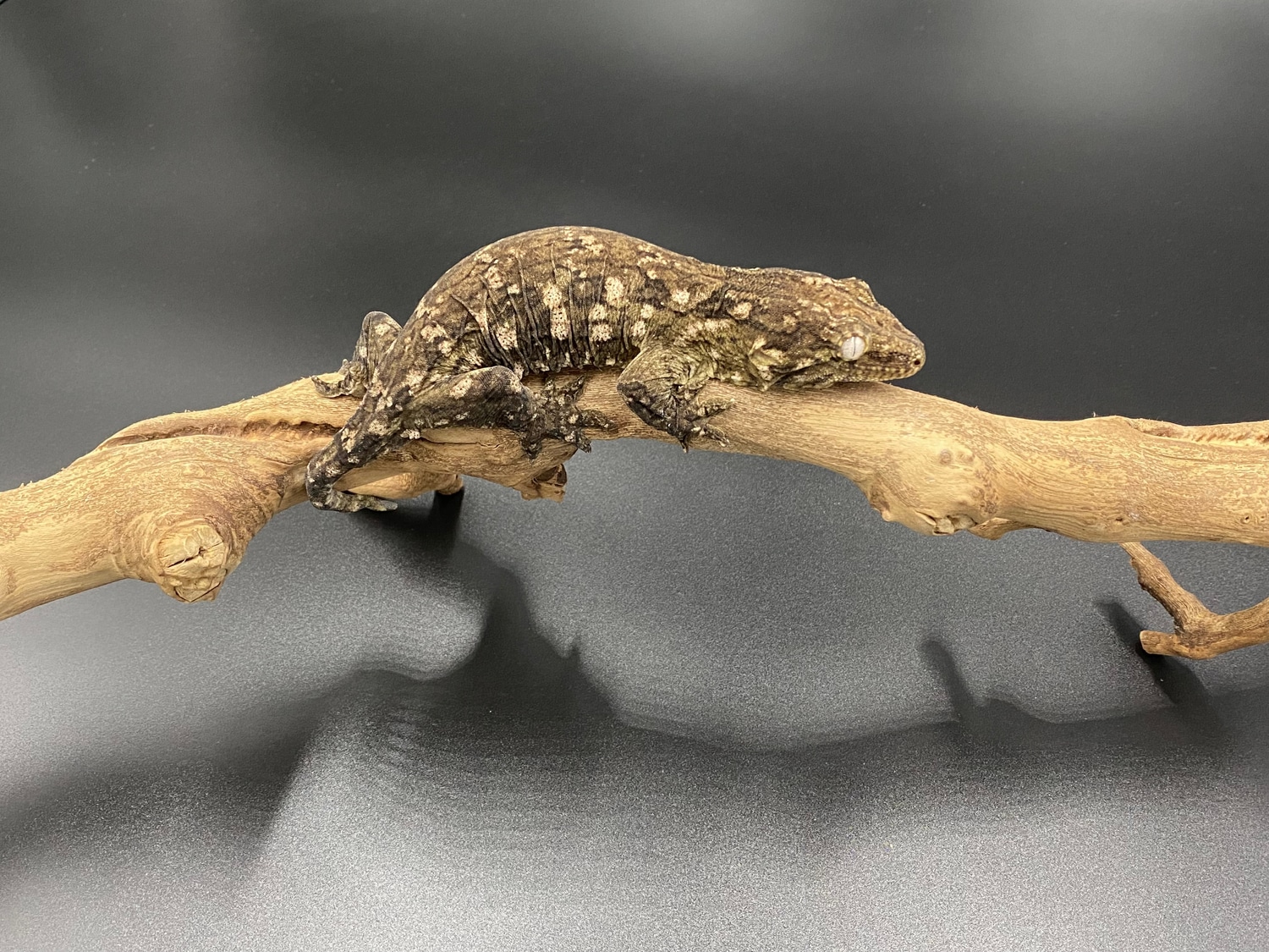 Unsexed Leachianus Gecko by CV Exotics inc. - MorphMarket